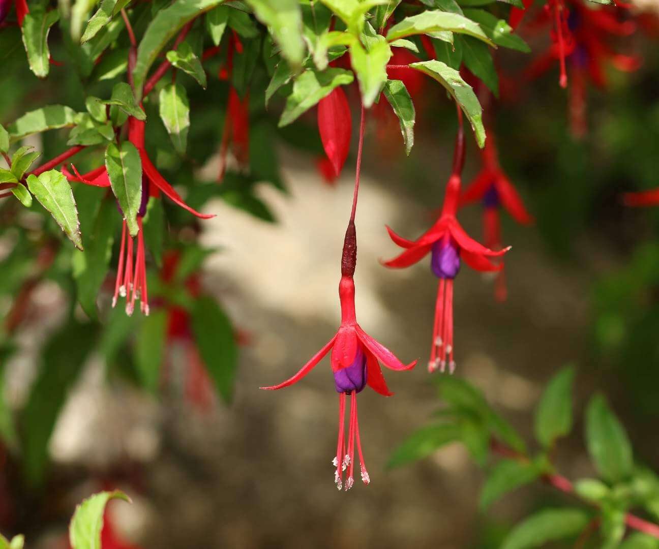 Chilco: el arbusto nativo y resistente de la Patagonia