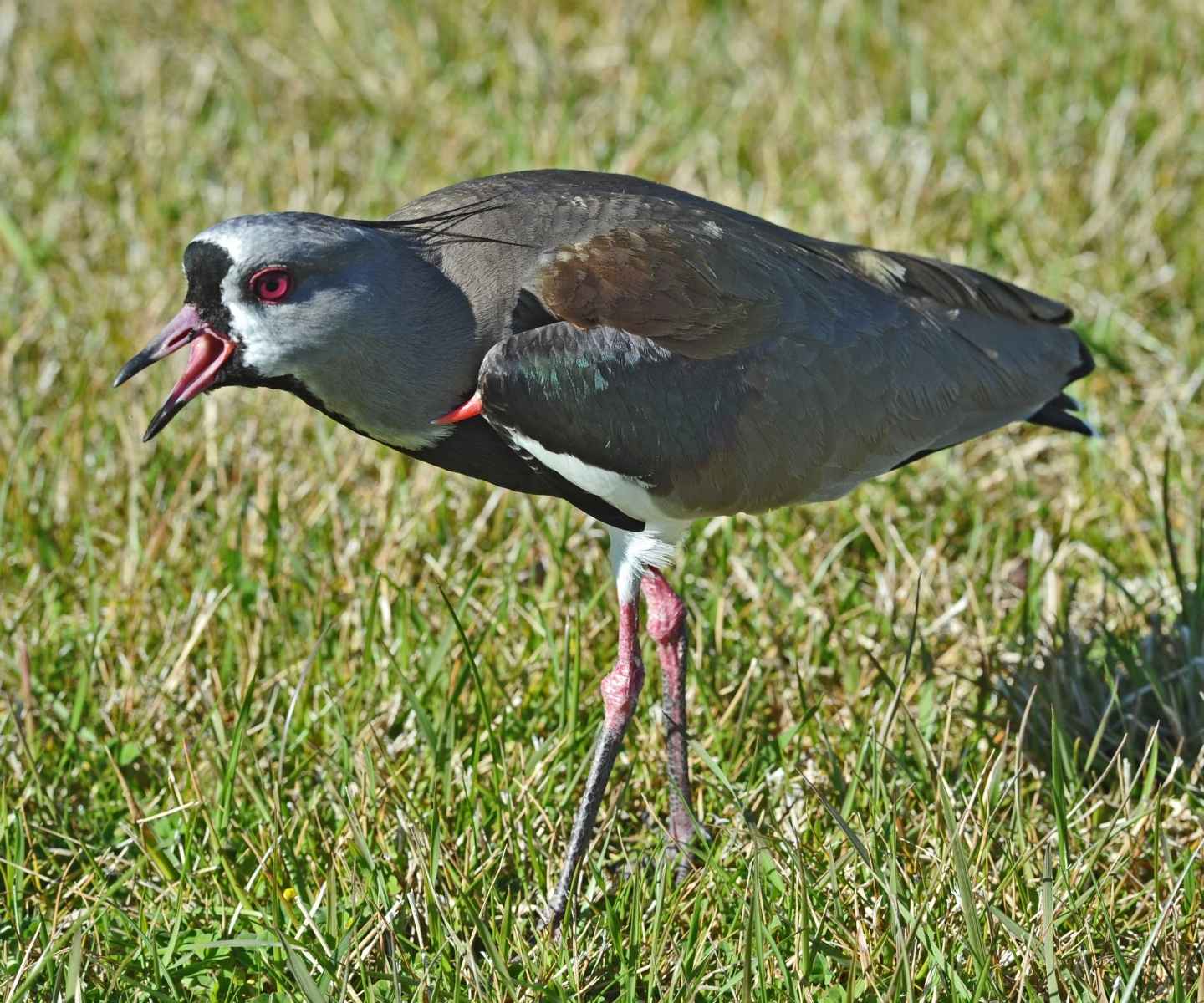 Southern Lapwing: the vigilant bird of Patagonia